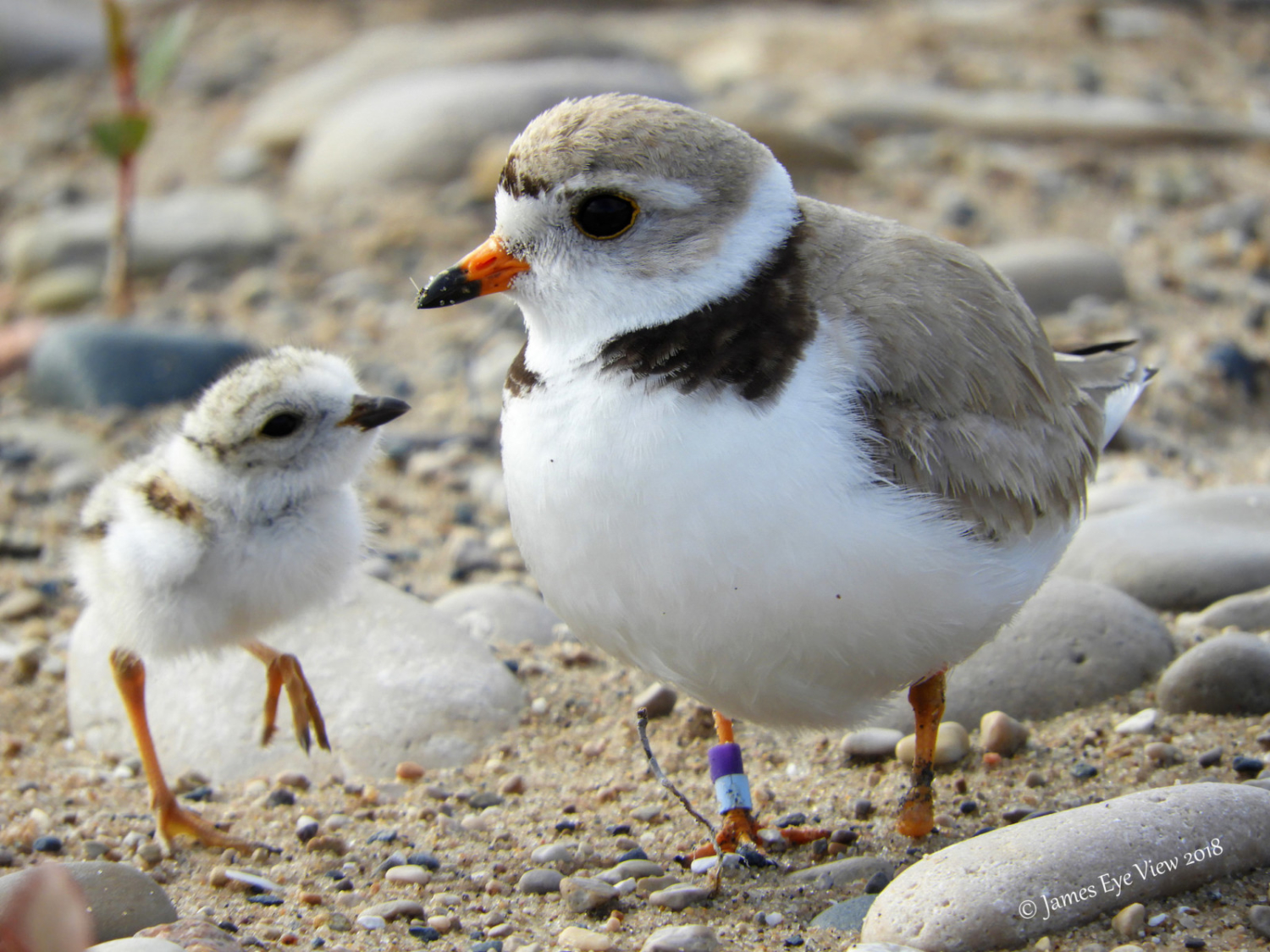 Leelanau Summer Tourist Update: Piping Plovers Return – Leelanau.com
